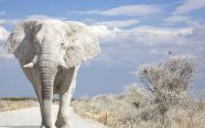 What Is A White Elephant Meaning Free Math Worksheet Printable What Is A White Elephant Meaning Free Math Worksheet Printable