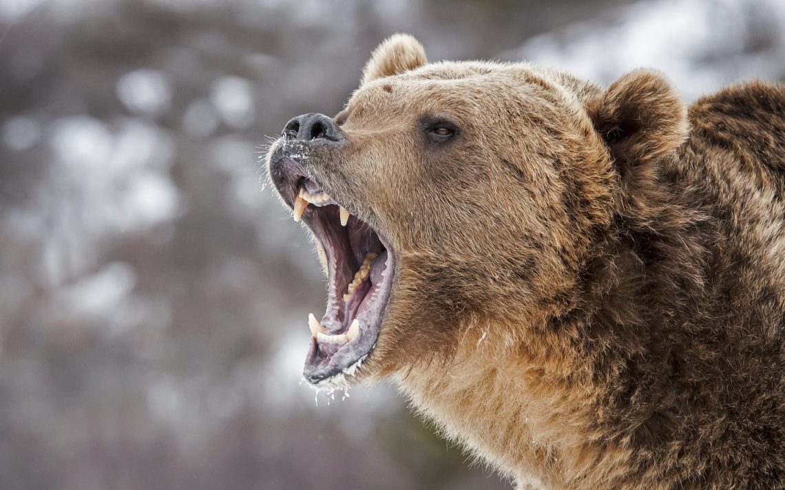 Another Slump For Bitcoin As Bear Market Indicators Loom | Bitcoinist.com