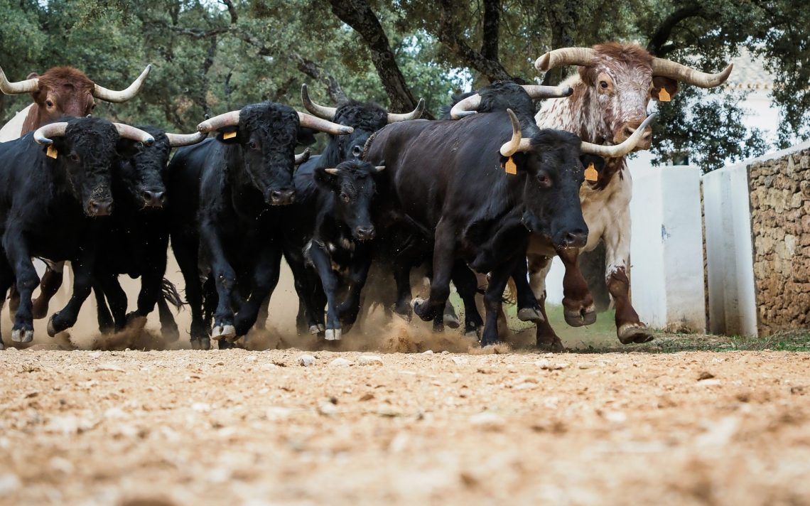 Will the Current Bitcoin Bull Cycle Run for Another 600 Days?