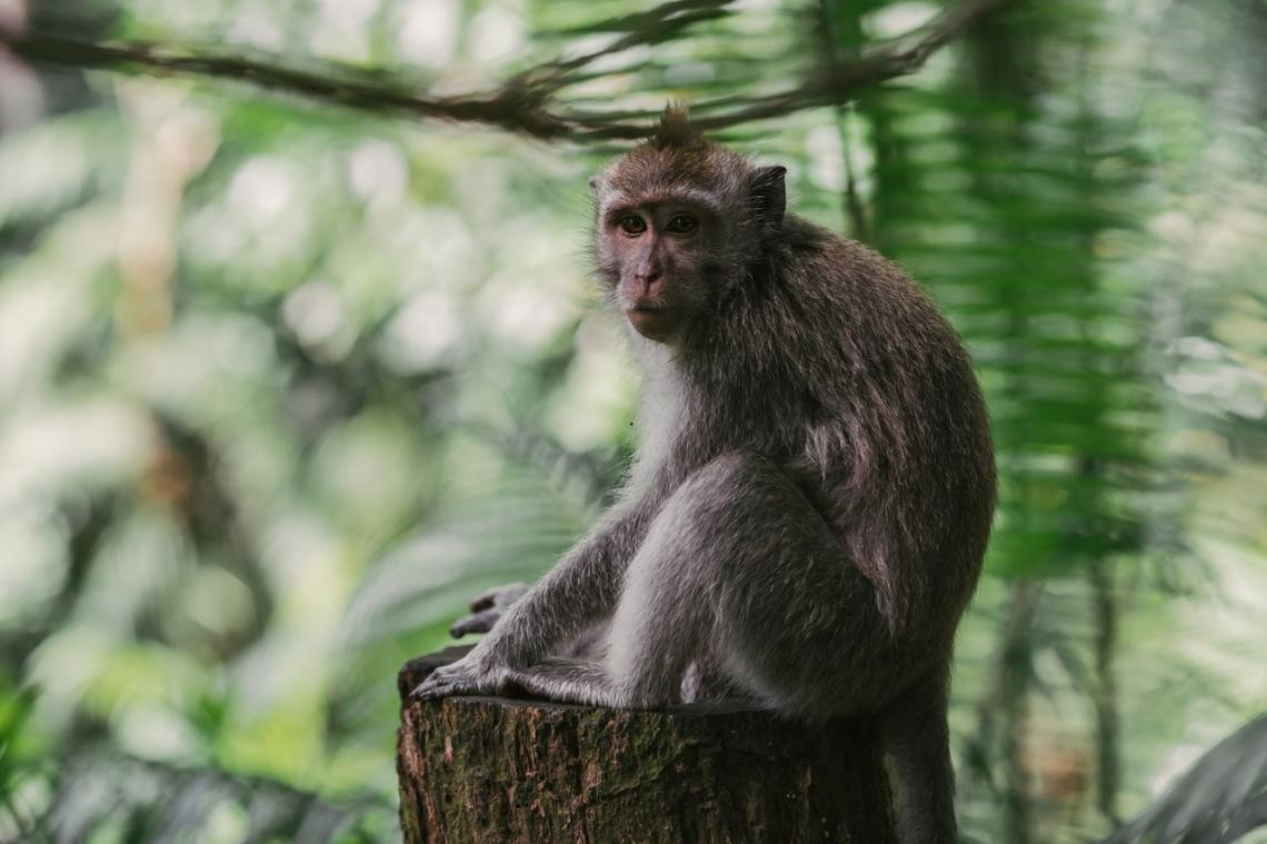 The APE Transaction Of $3 Million That Went Viral - What’s Behind It ...