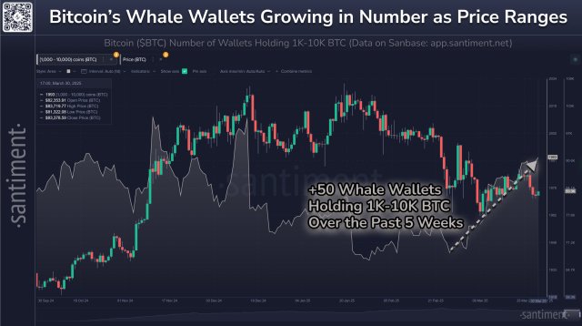 Bitcoin Whales Double Down On Accumulation Even As BTC's Price Struggles To Recover | Bitcoinist.com