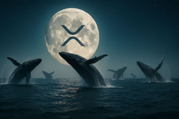 XRP Whales Accumulate $3.8B as Maxi Doge Gains Momentum